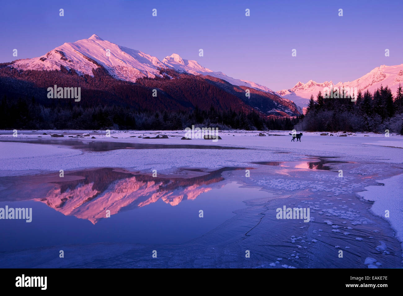 Black wolf snow dusk hi-res stock photography and images - Alamy