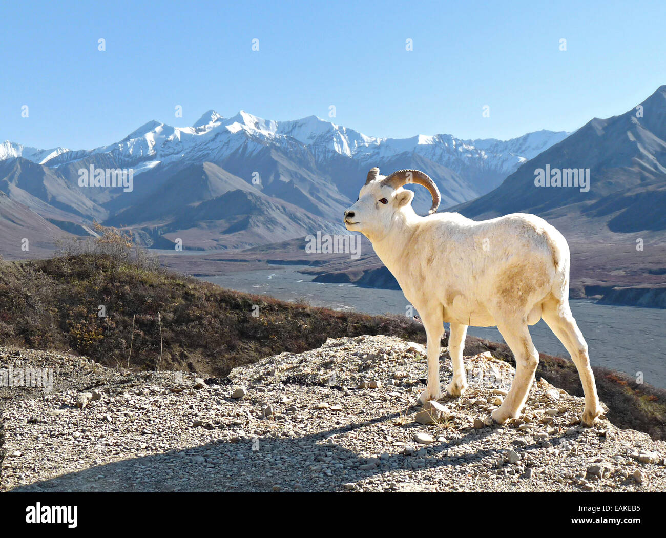 Alaska denali goat hi-res stock photography and images - Alamy