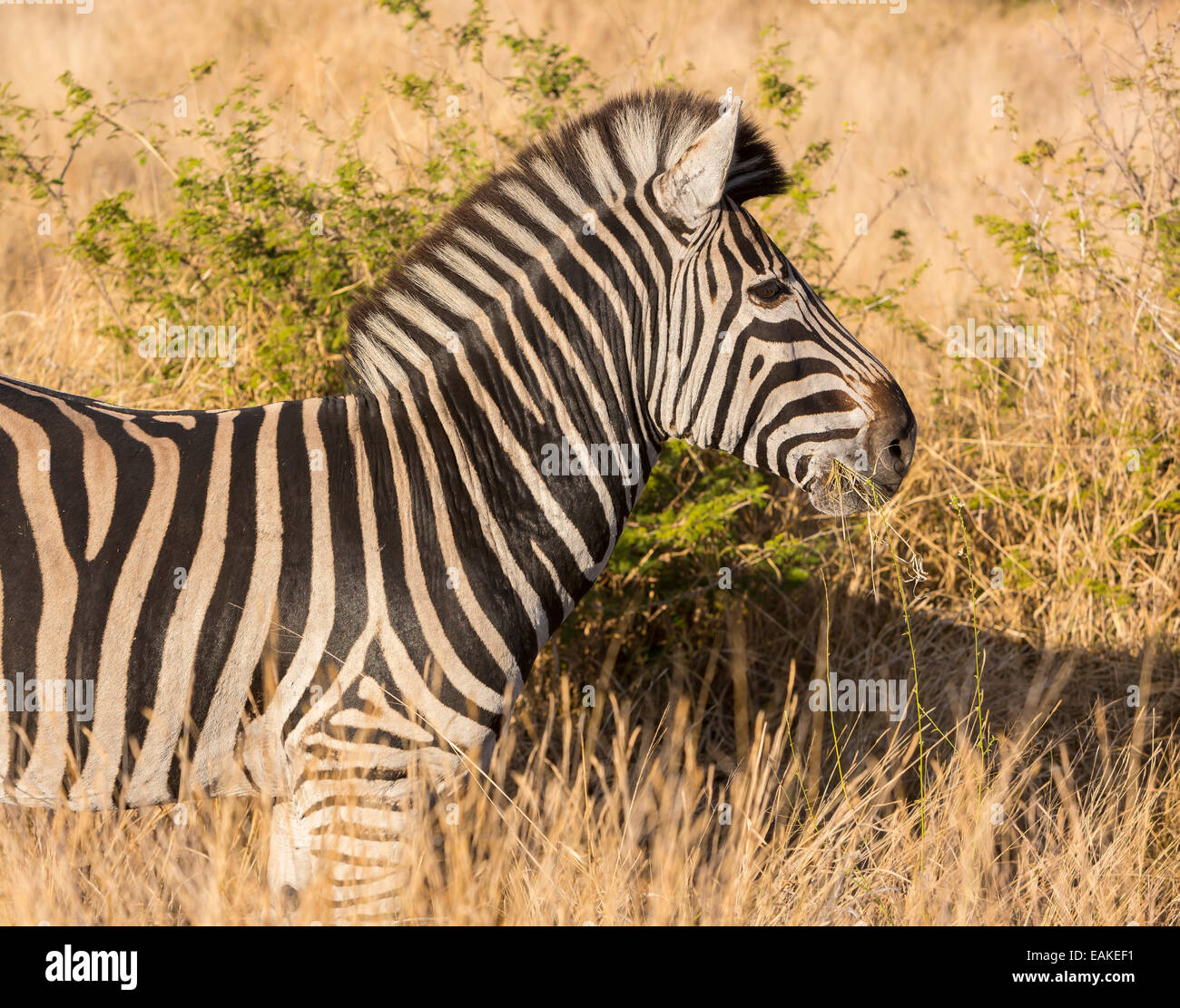 KRUGER NATIONAL PARK, SOUTH AFRICA - Burchell's zebra Stock Photo - Alamy