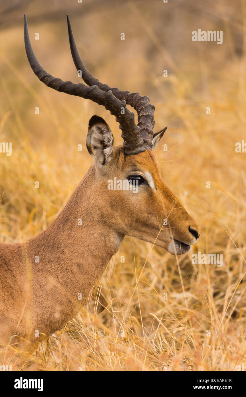 KRUGER NATIONAL PARK, SOUTH AFRICA - Male impala Aepyceros melampus ...