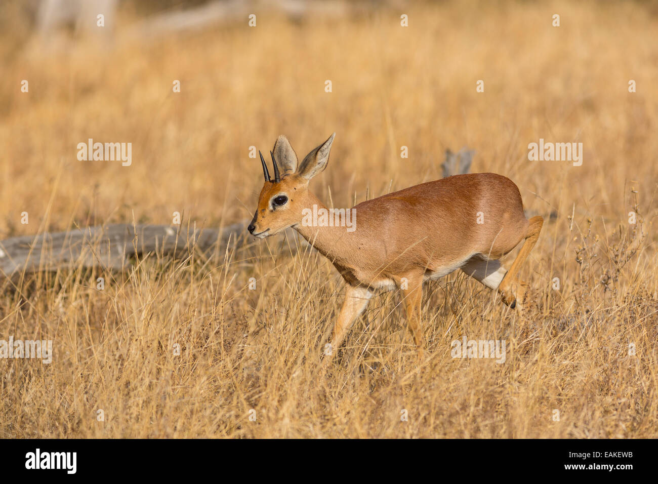 KRUGER NATIONAL PARK, SOUTH AFRICA - Steenbok, a small antelope ...