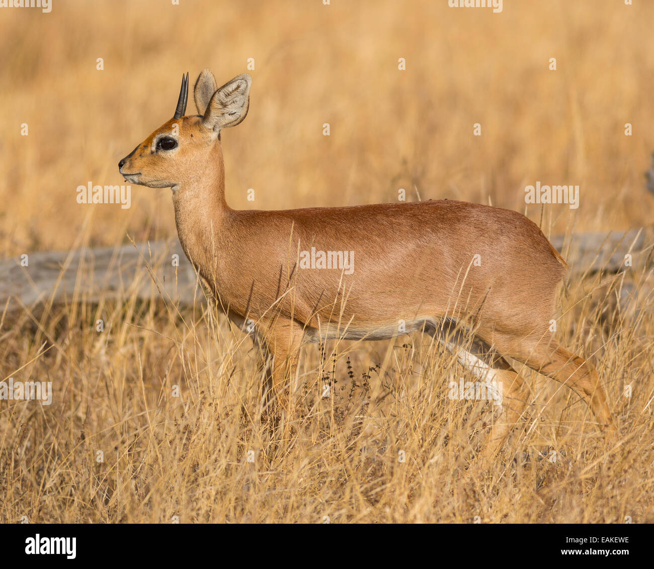 KRUGER NATIONAL PARK, SOUTH AFRICA - Steenbok, a small antelope ...