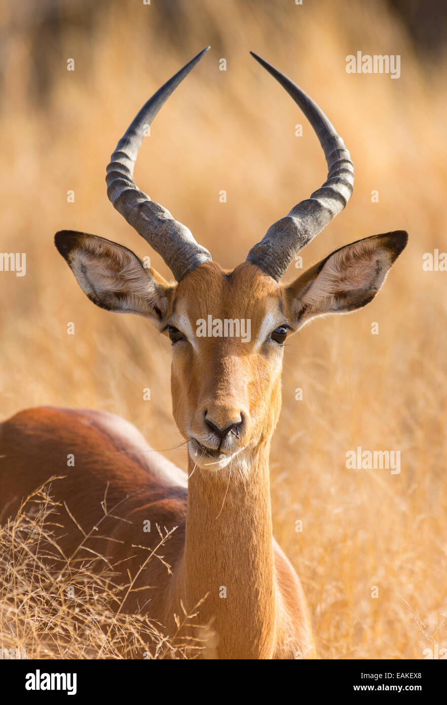 Male impala hi-res stock photography and images - Alamy