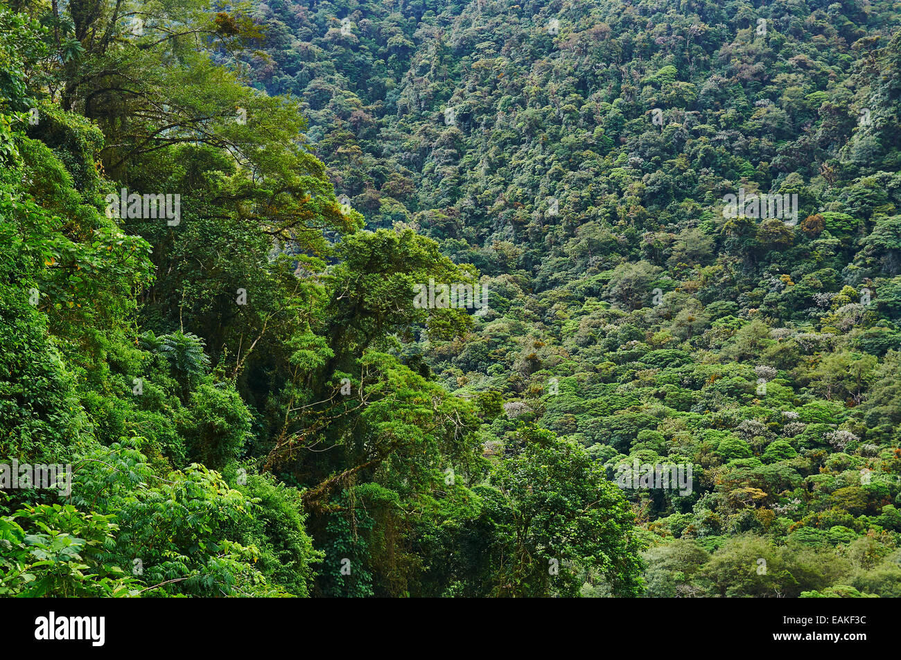 Humid rainforest hi-res stock photography and images - Alamy