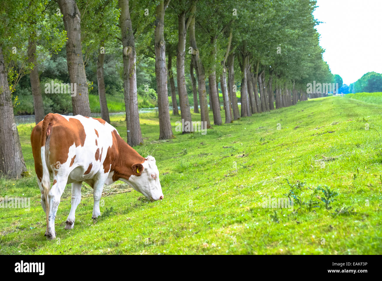 cow in holland Stock Photo - Alamy