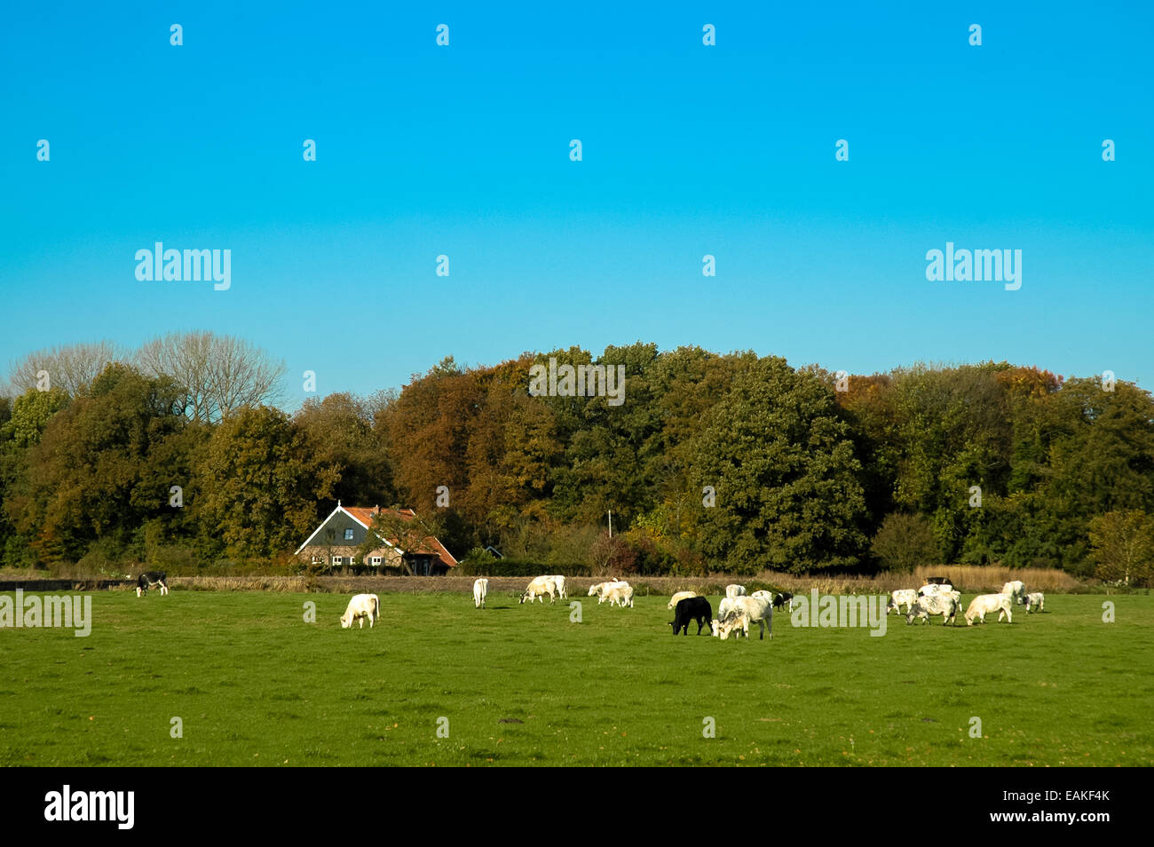 cows at farm in achterhoek holland Stock Photo - Alamy