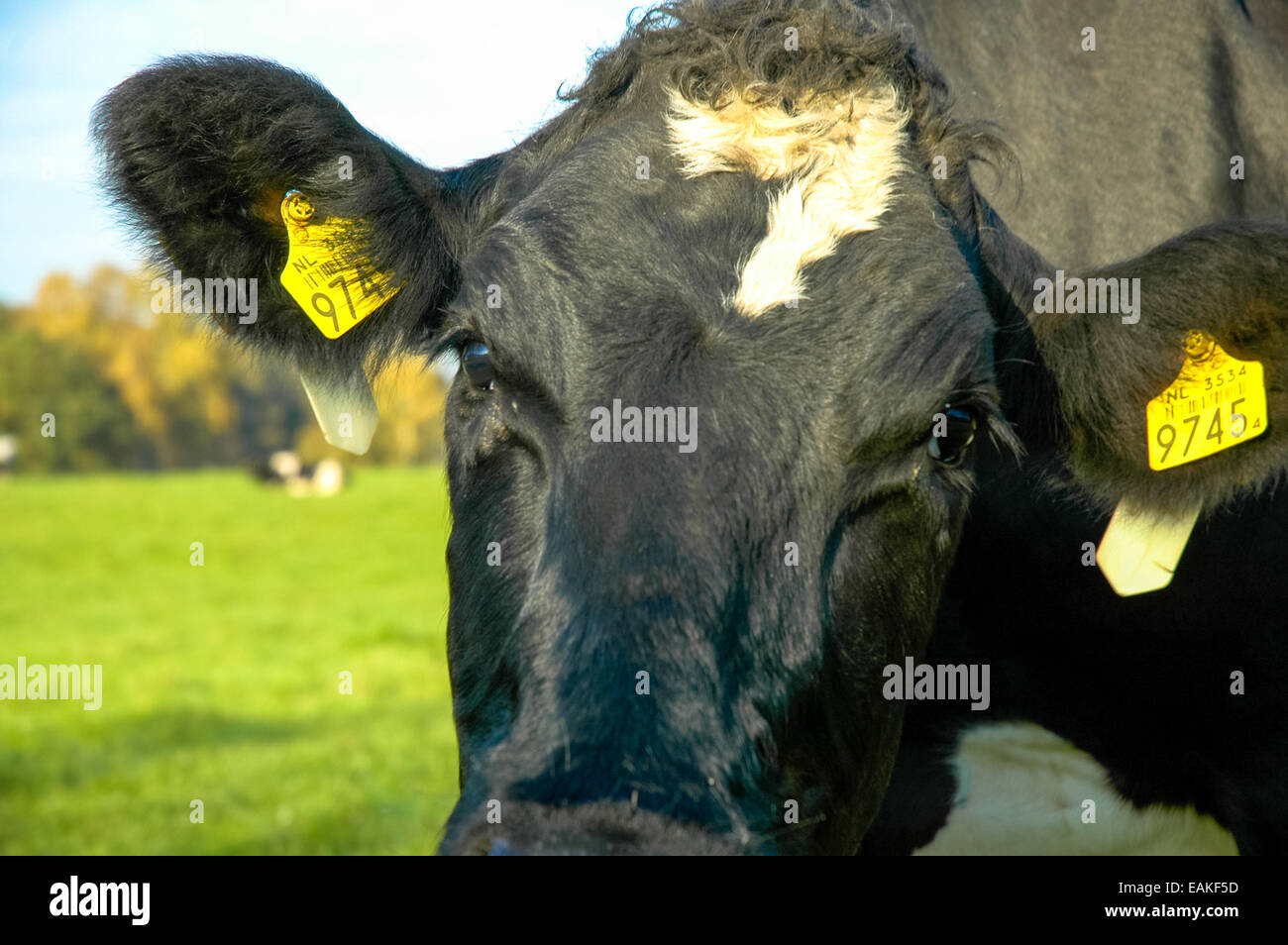 Cow with earmark hi-res stock photography and images - Alamy