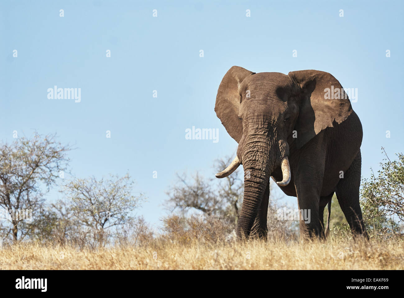 A large male elephant advances in the savannah of the Kruger National ...