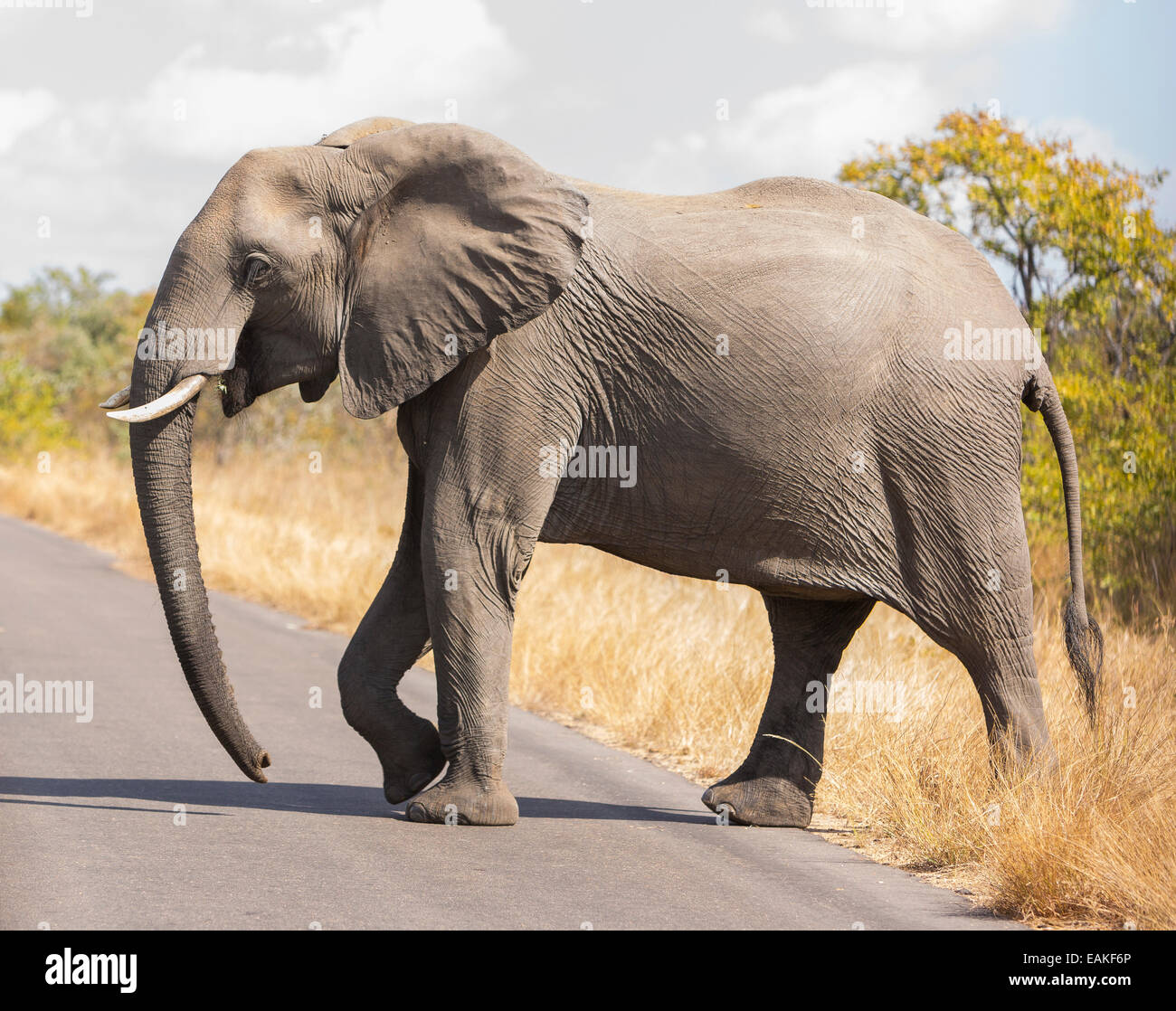 African elephant crossing the road hi-res stock photography and images ...