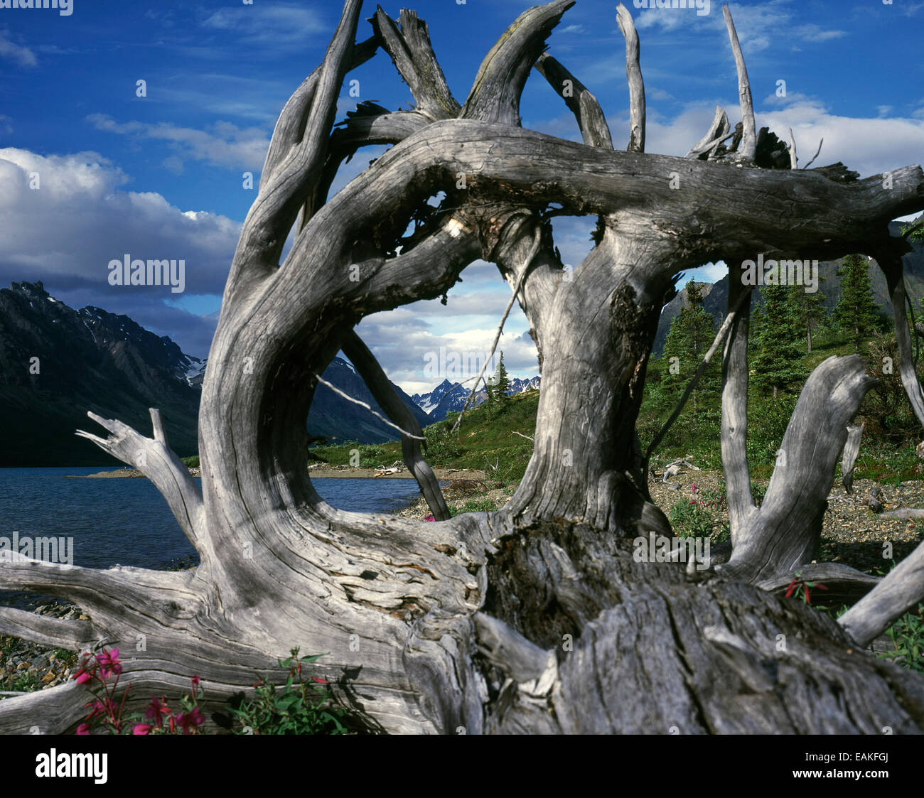 Tree Root & Neacola Mts At Twin Lake Lake Clark Np Ak Stock Photo - Alamy