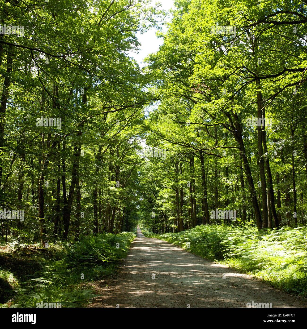France auvergne forest hi-res stock photography and images - Alamy