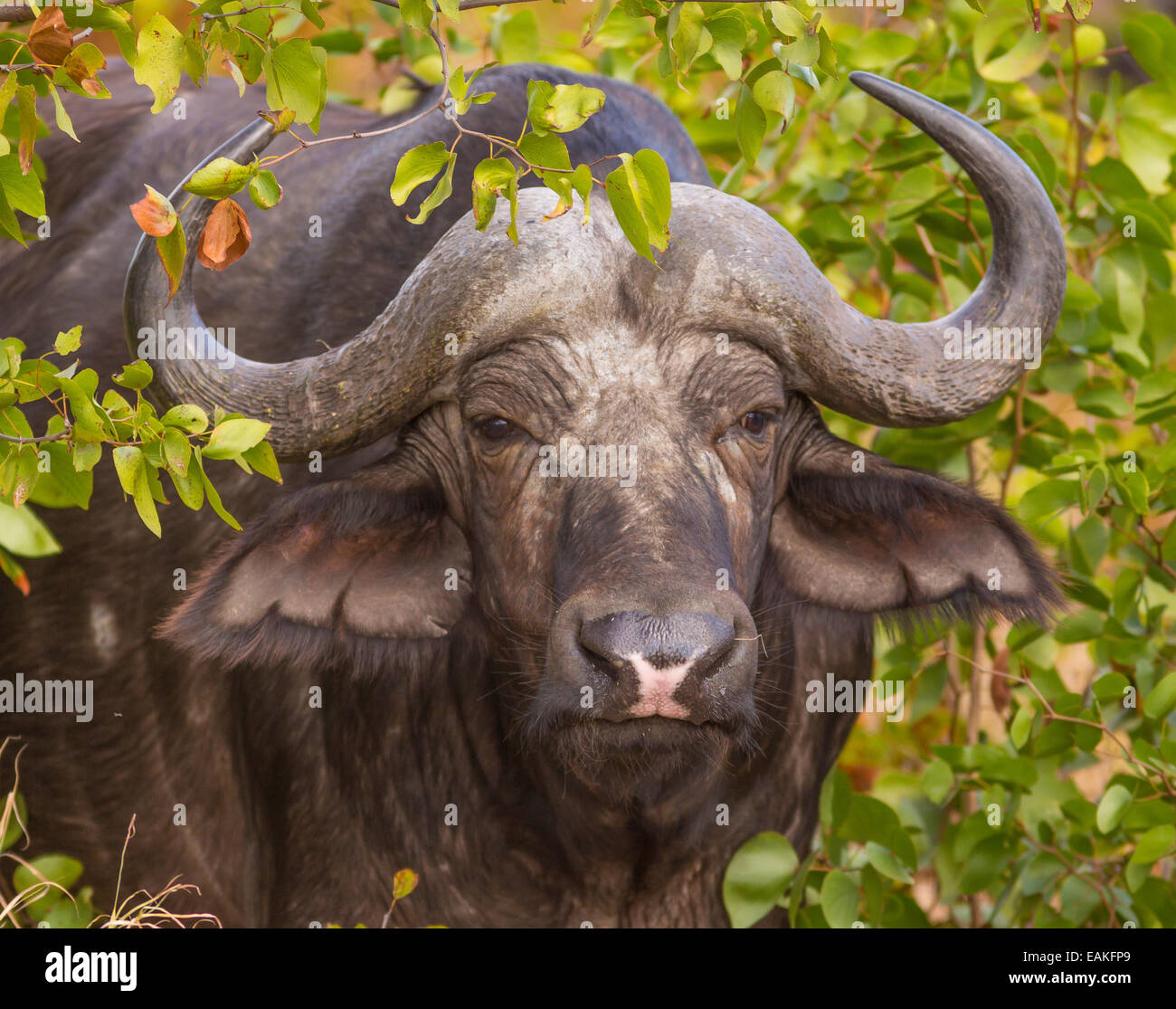 KRUGER NATIONAL PARK, SOUTH AFRICA - African Buffalo also known as Cape ...