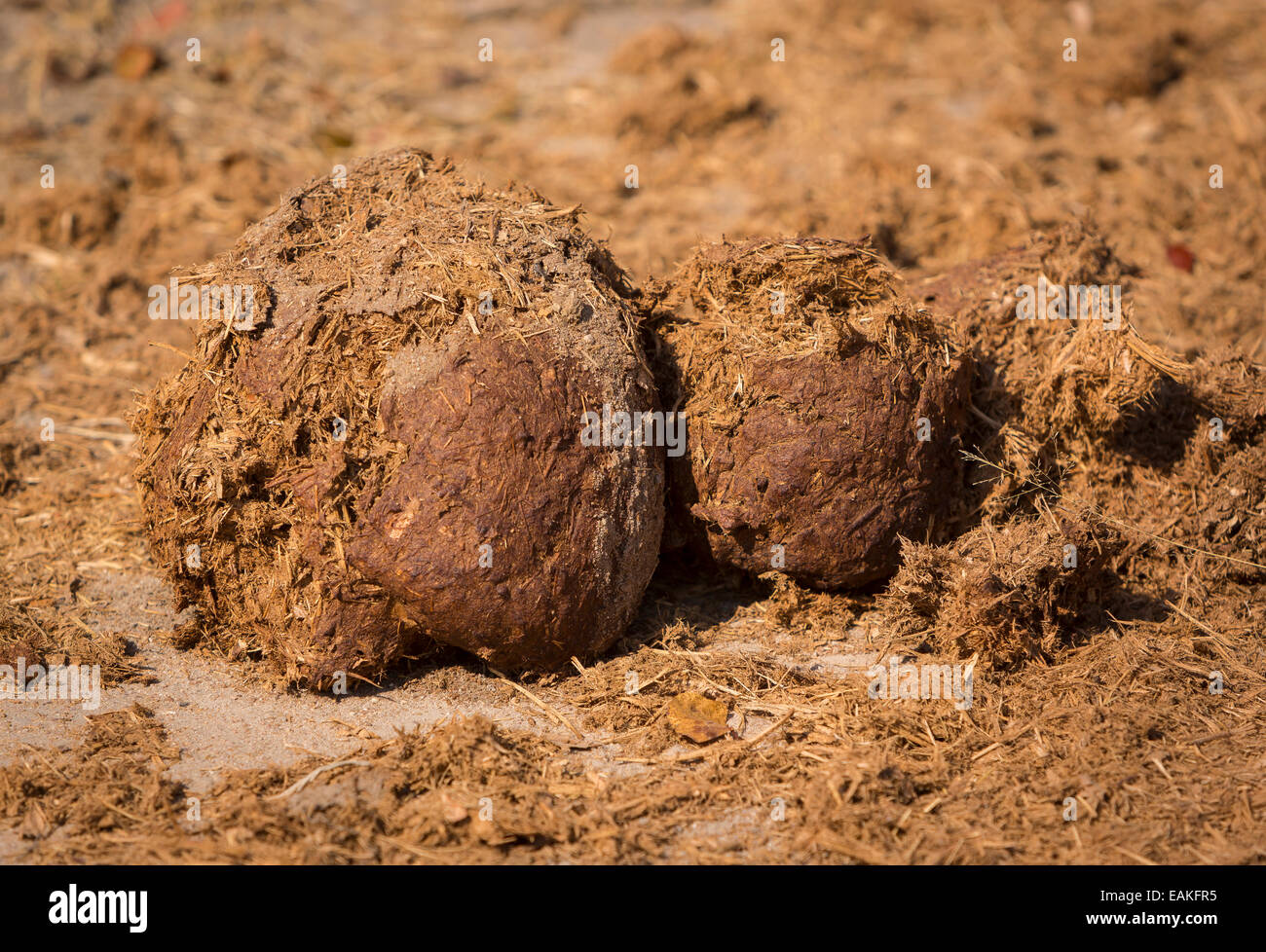 KRUGER NATIONAL PARK, SOUTH AFRICA - Elephant dung Stock Photo - Alamy