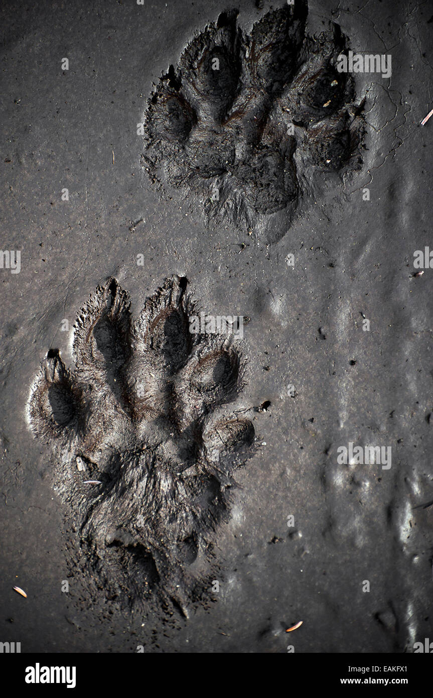 Brown bear tracks in mud hi-res stock photography and images - Alamy