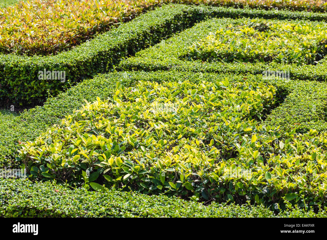 Shaped hedges hi-res stock photography and images - Alamy