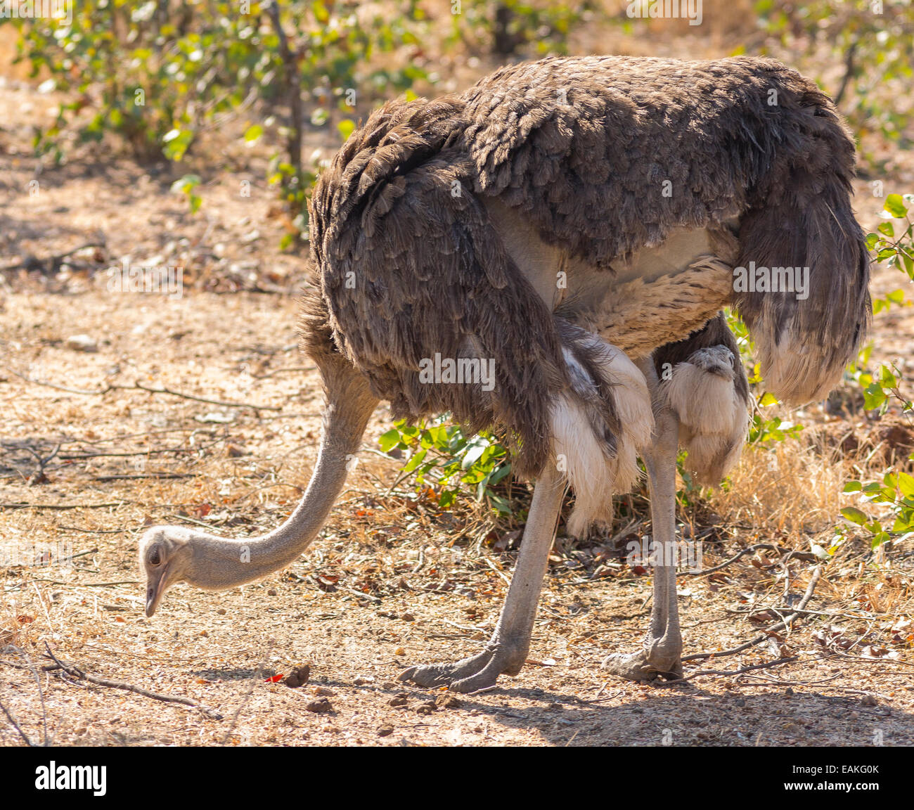 KRUGER NATIONAL PARK, SOUTH AFRICA - Common ostrich, a large flightless ...