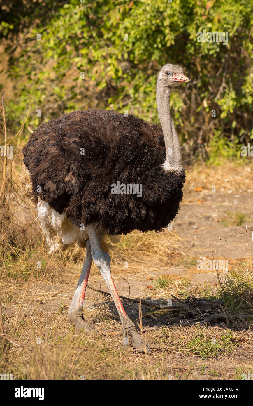 South African Flightless Bird