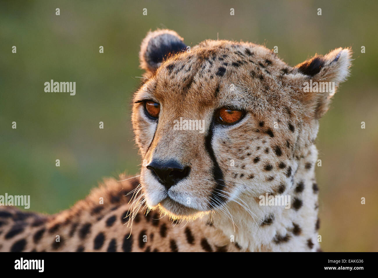 Portrait of a wild female cheetah Stock Photo - Alamy
