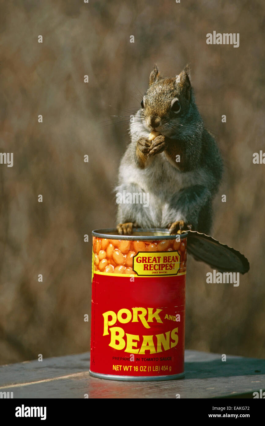Squirrel eating garbage hi-res stock photography and images - Alamy