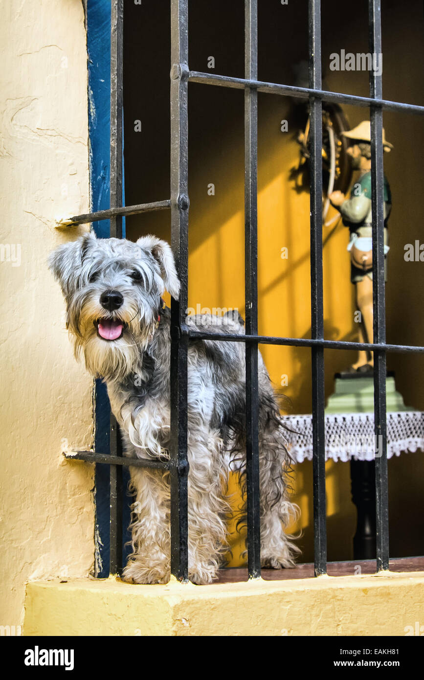 Dog in Window Stock Photo - Alamy