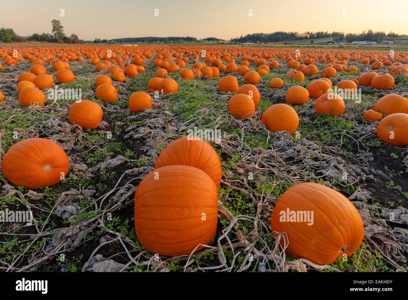Pumpkin field in early autumn-Victoria, British Columbia, Canada Stock ...