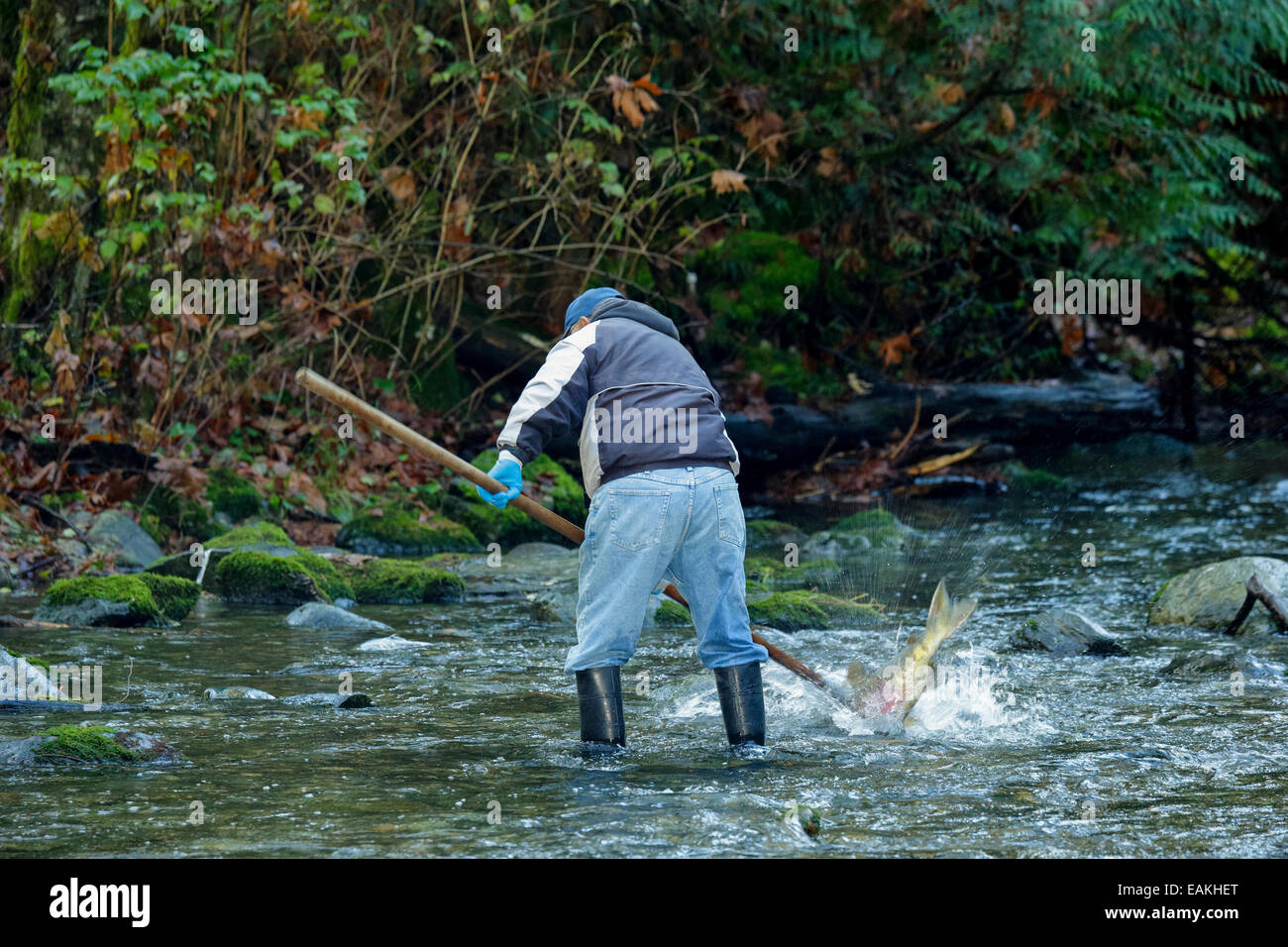 Salmon spearing hi-res stock photography and images - Alamy