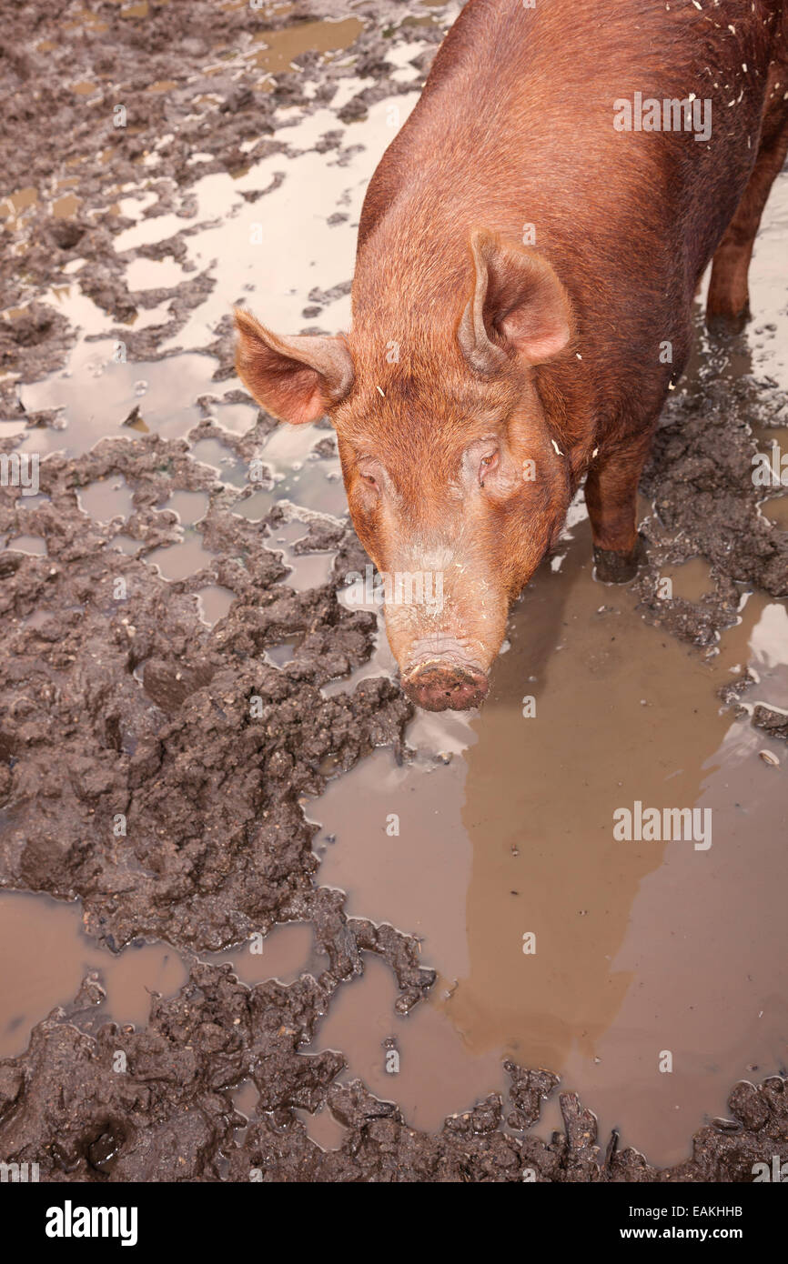 Red Pig;pig; agriculture, and, animal, breeding Stock Photo - Alamy