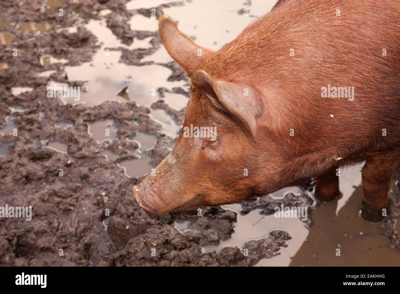 Red pig hi-res stock photography and images - Alamy