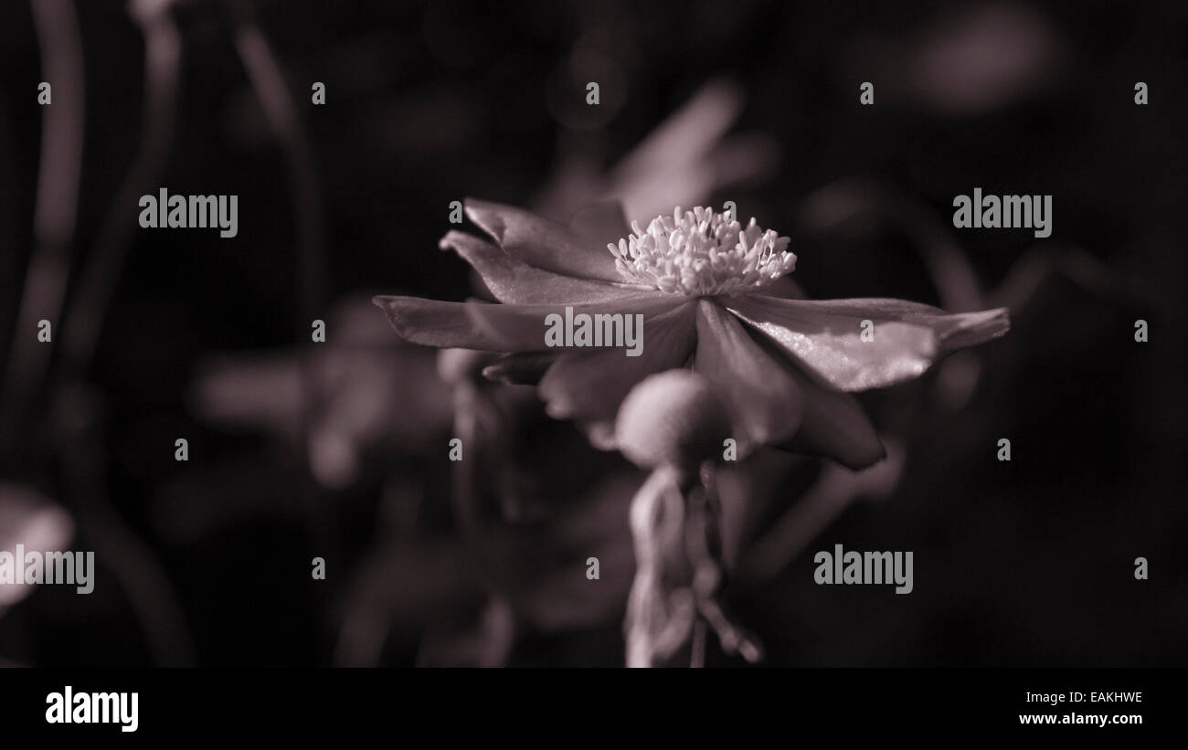 Purple flower B&W Stock Photo - Alamy