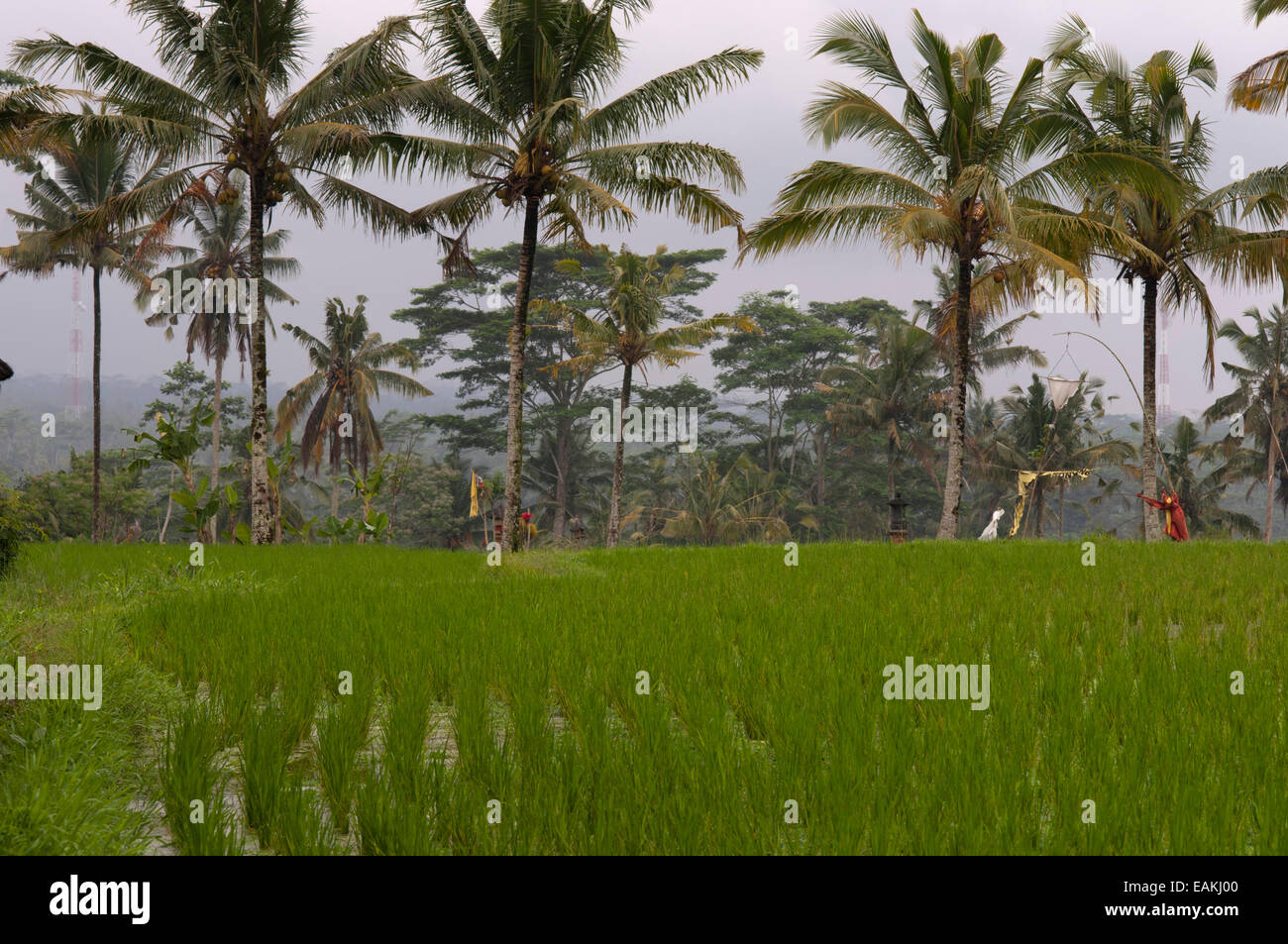 Rice field located around the Kaki Gunung temple in the center of the ...