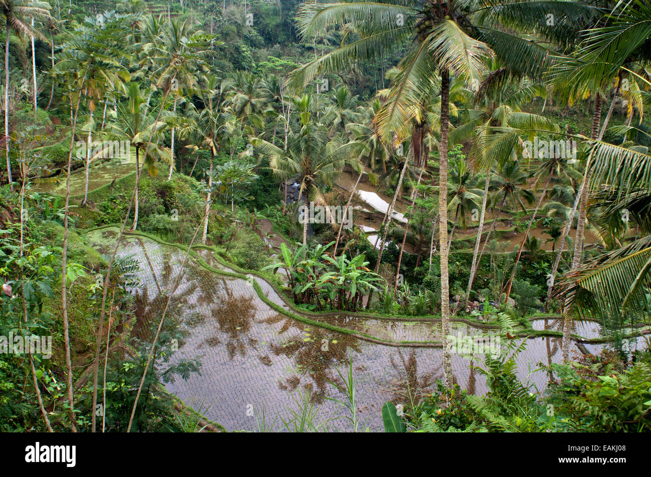 Rice field located around the Kaki Gunung temple in the center of the ...