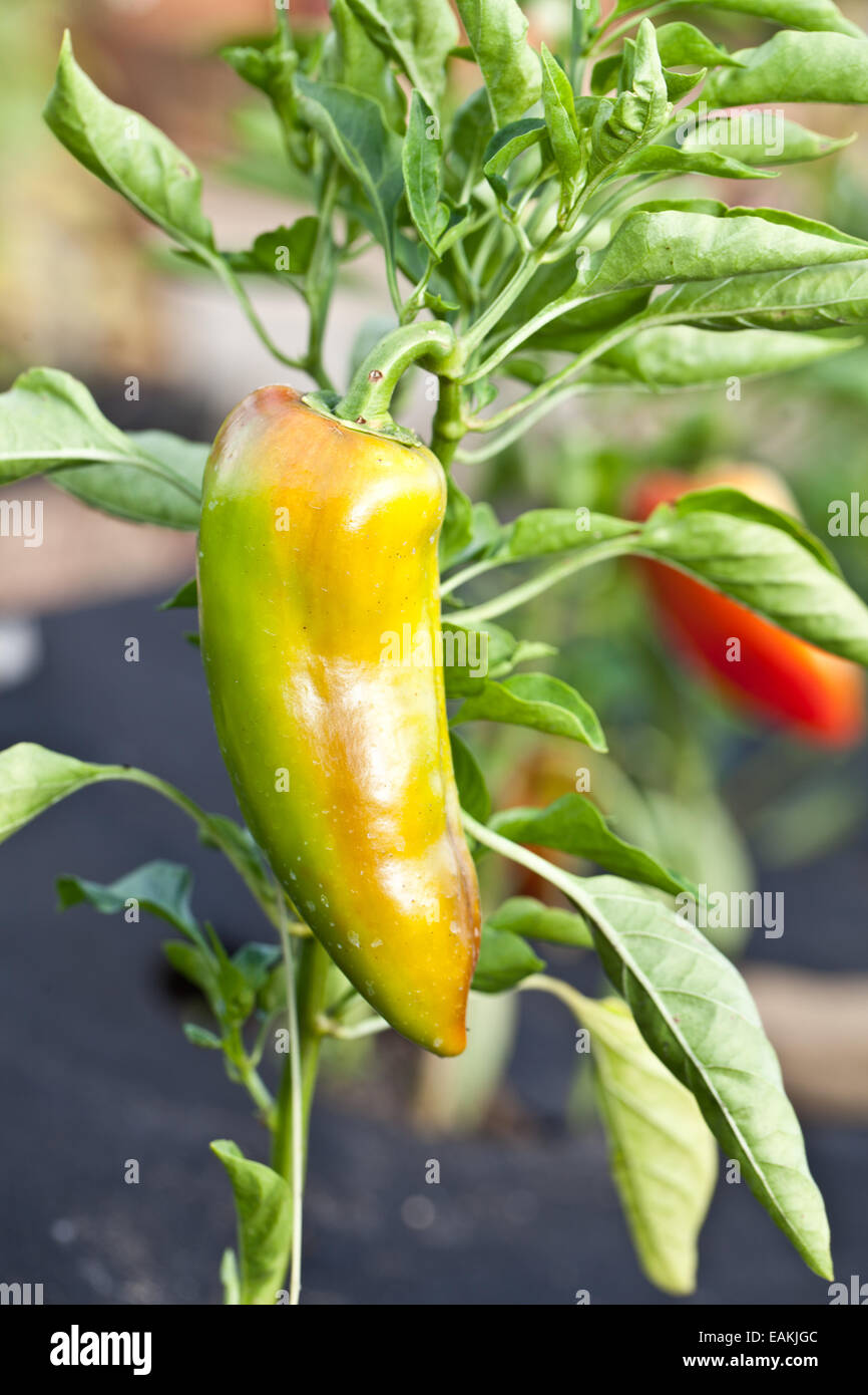 Growing process of paprika Stock Photo - Alamy