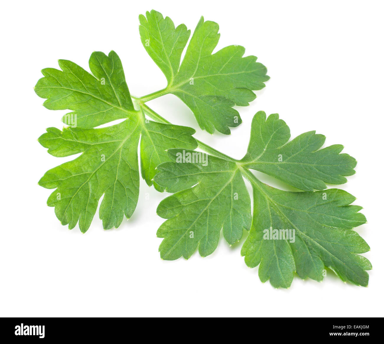 White parsley hi-res stock photography and images - Alamy