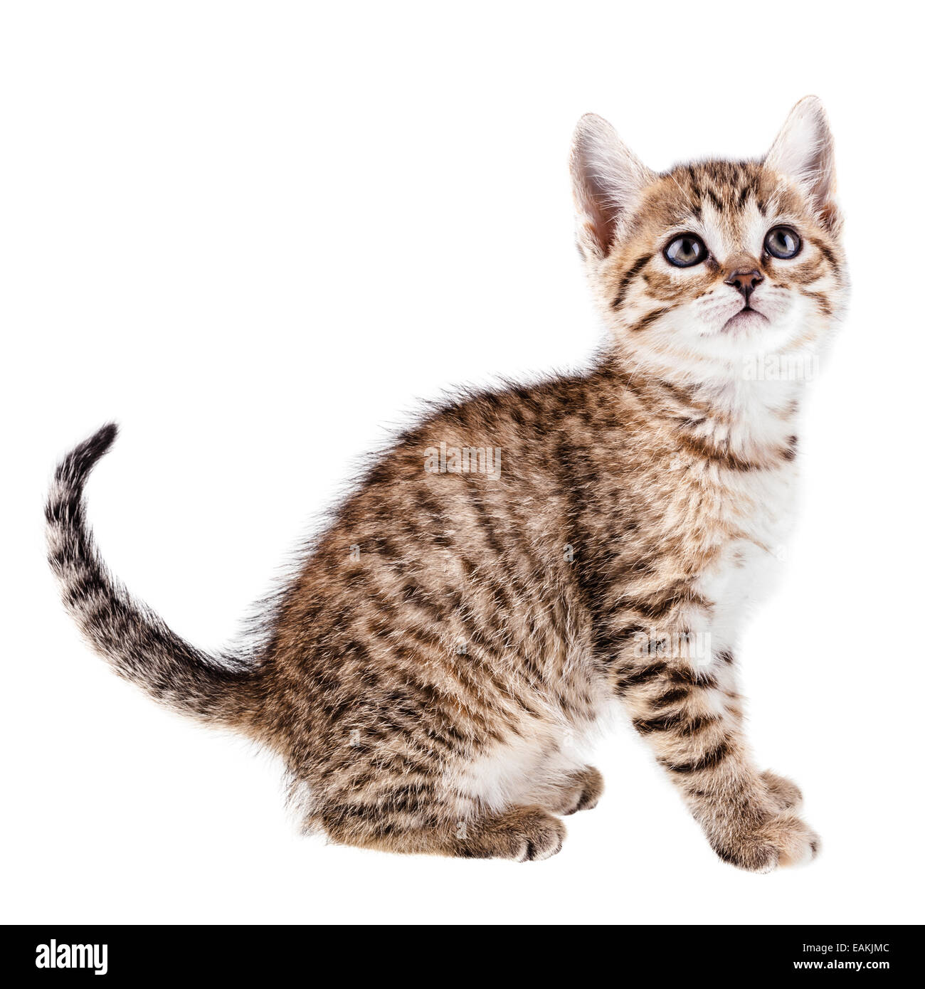 a lovely small kitten isolated over a pure white background Stock Photo ...