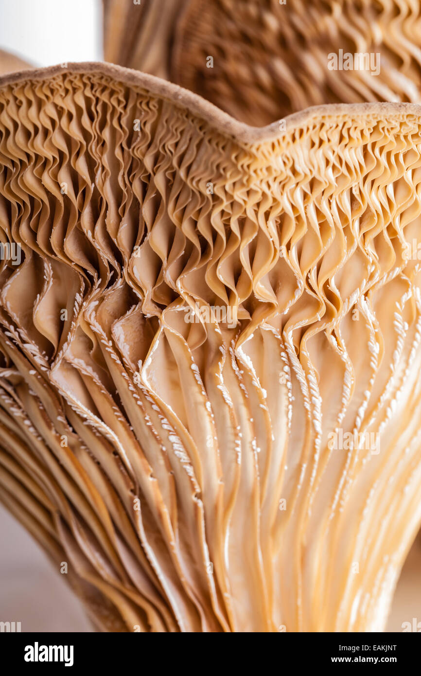 Pleurotus eryngii hi-res stock photography and images - Alamy