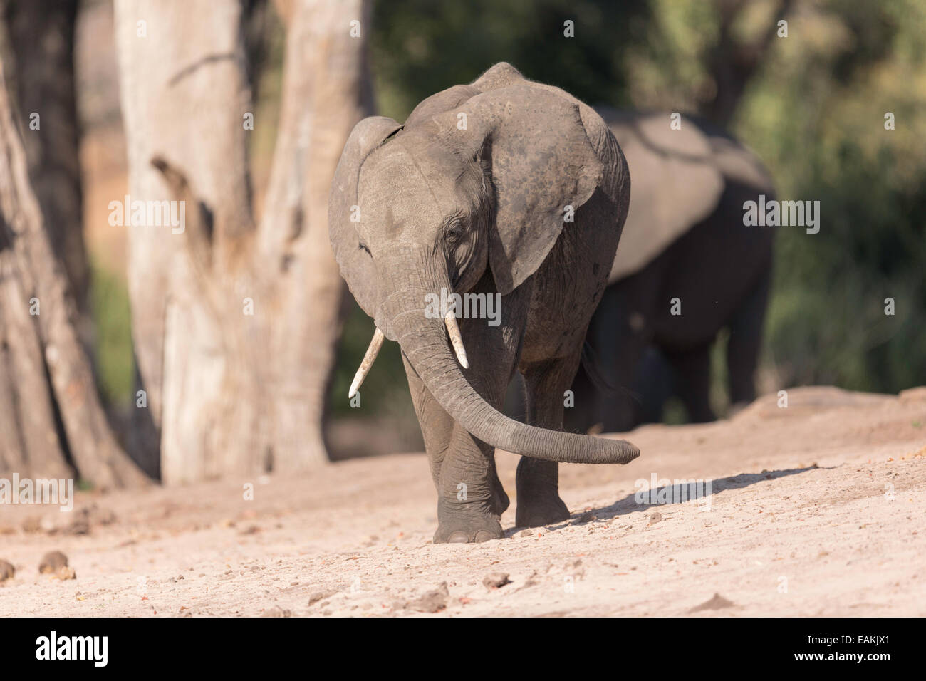 Elephant small tusks hi-res stock photography and images - Alamy