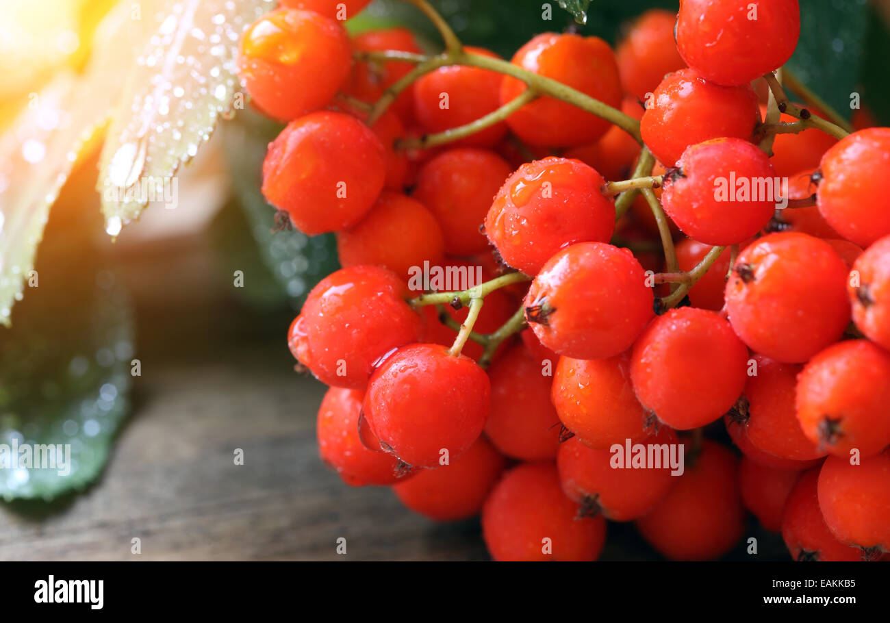 Rowanberries close up Stock Photo - Alamy