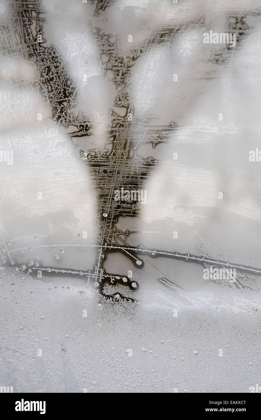 tree's silhouette seen through a window in Selb,Germany Stock Photo - Alamy
