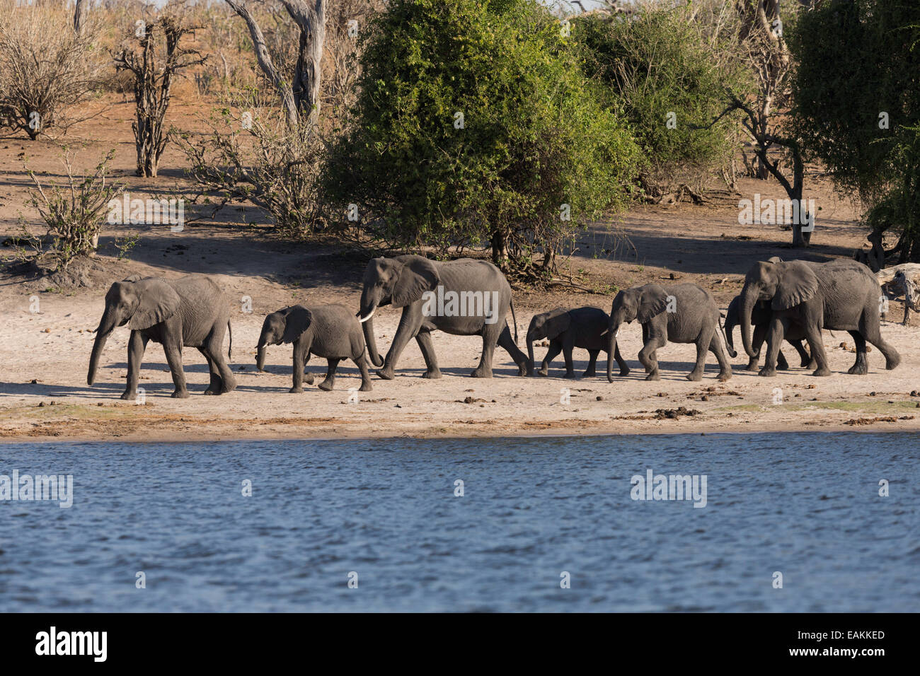 Elephants - Chobe River - Botswana - Kasane town Stock Photo - Alamy
