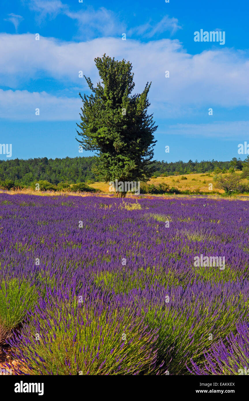 Lavender fields at Sault, provence. Alpes-de-Haute-Provence, France ...