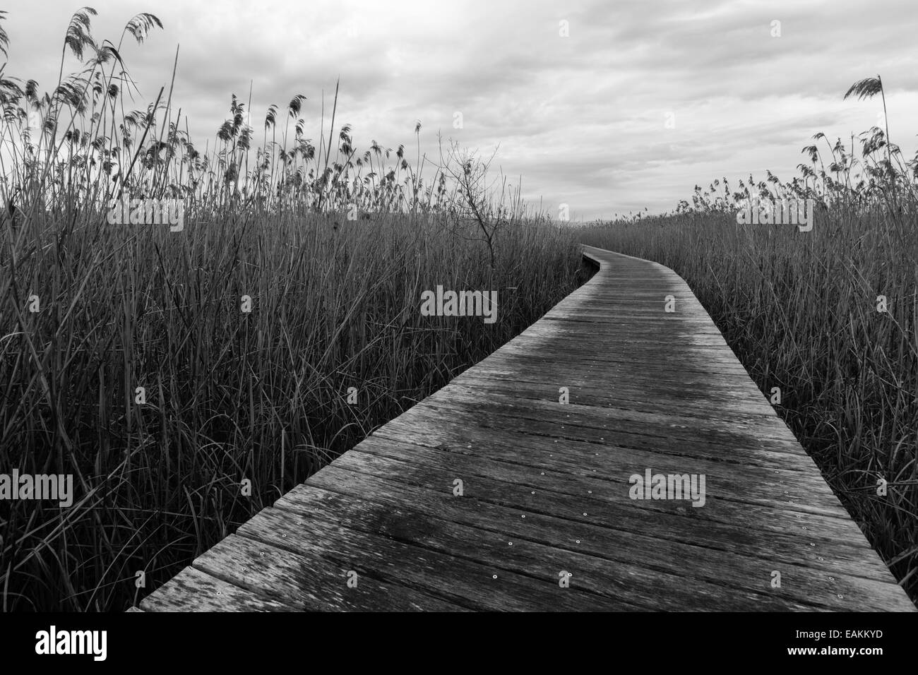 Through reed hi-res stock photography and images - Alamy