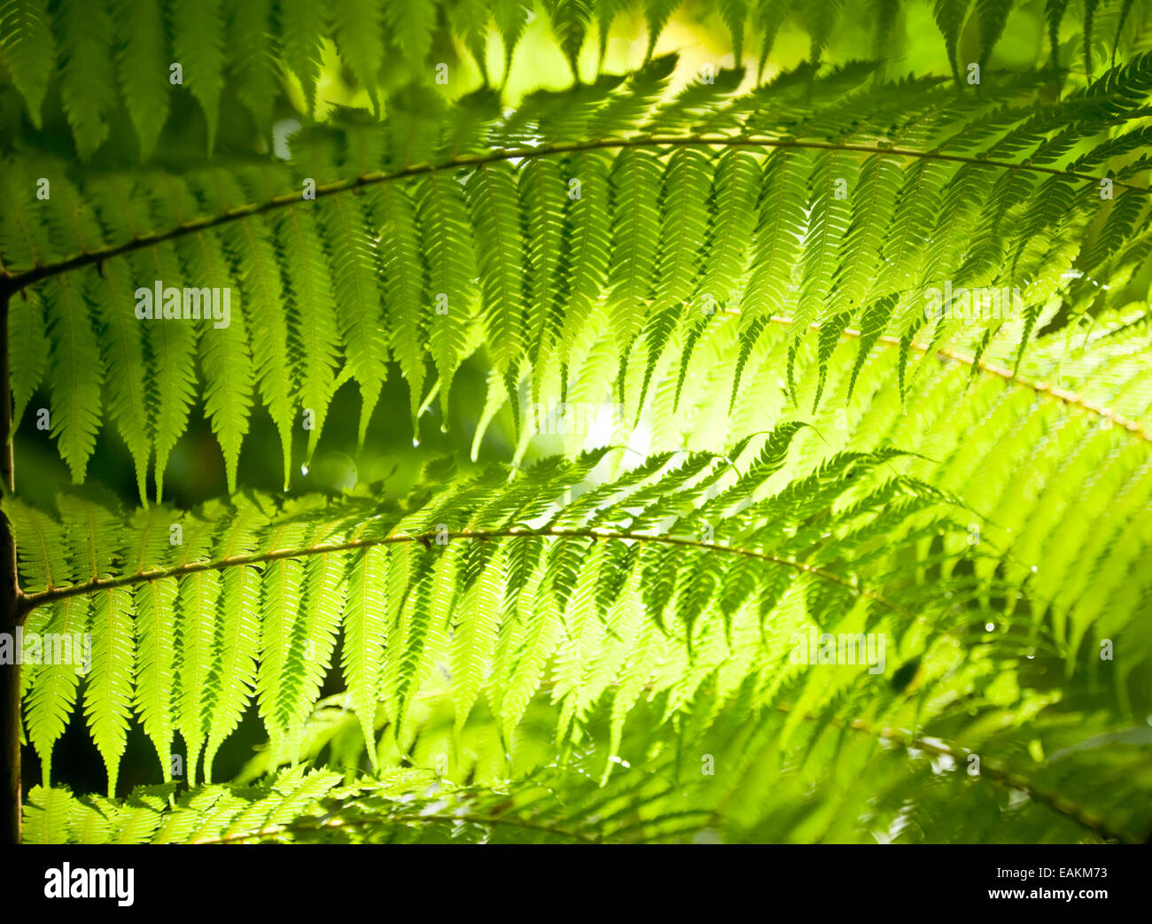 Sun shining through rainforest hi-res stock photography and images - Alamy