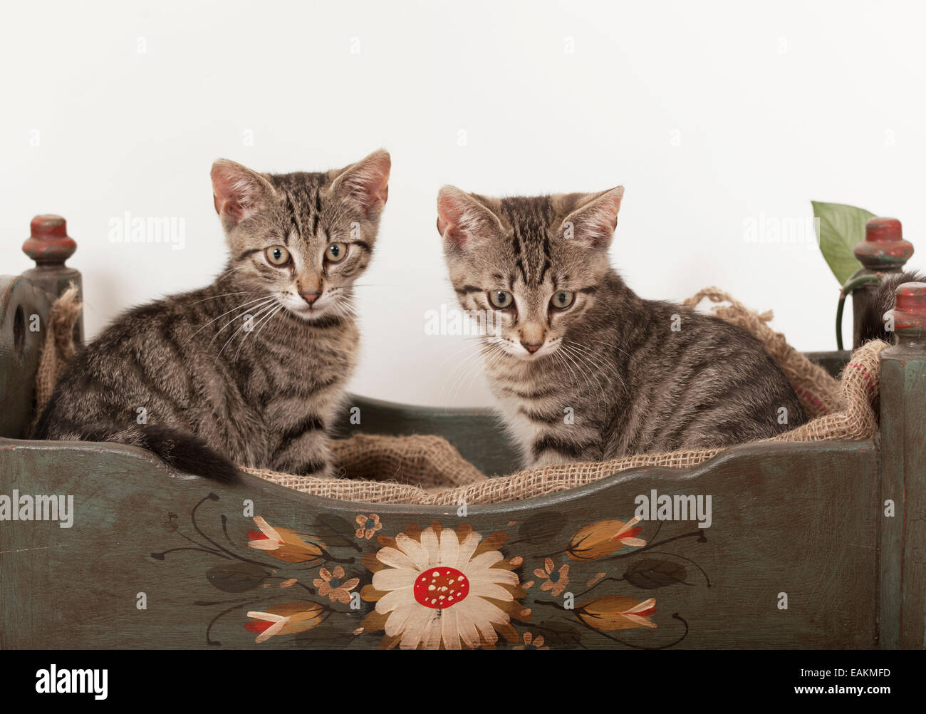 Two young domestic cats sitting hi-res stock photography and images - Alamy