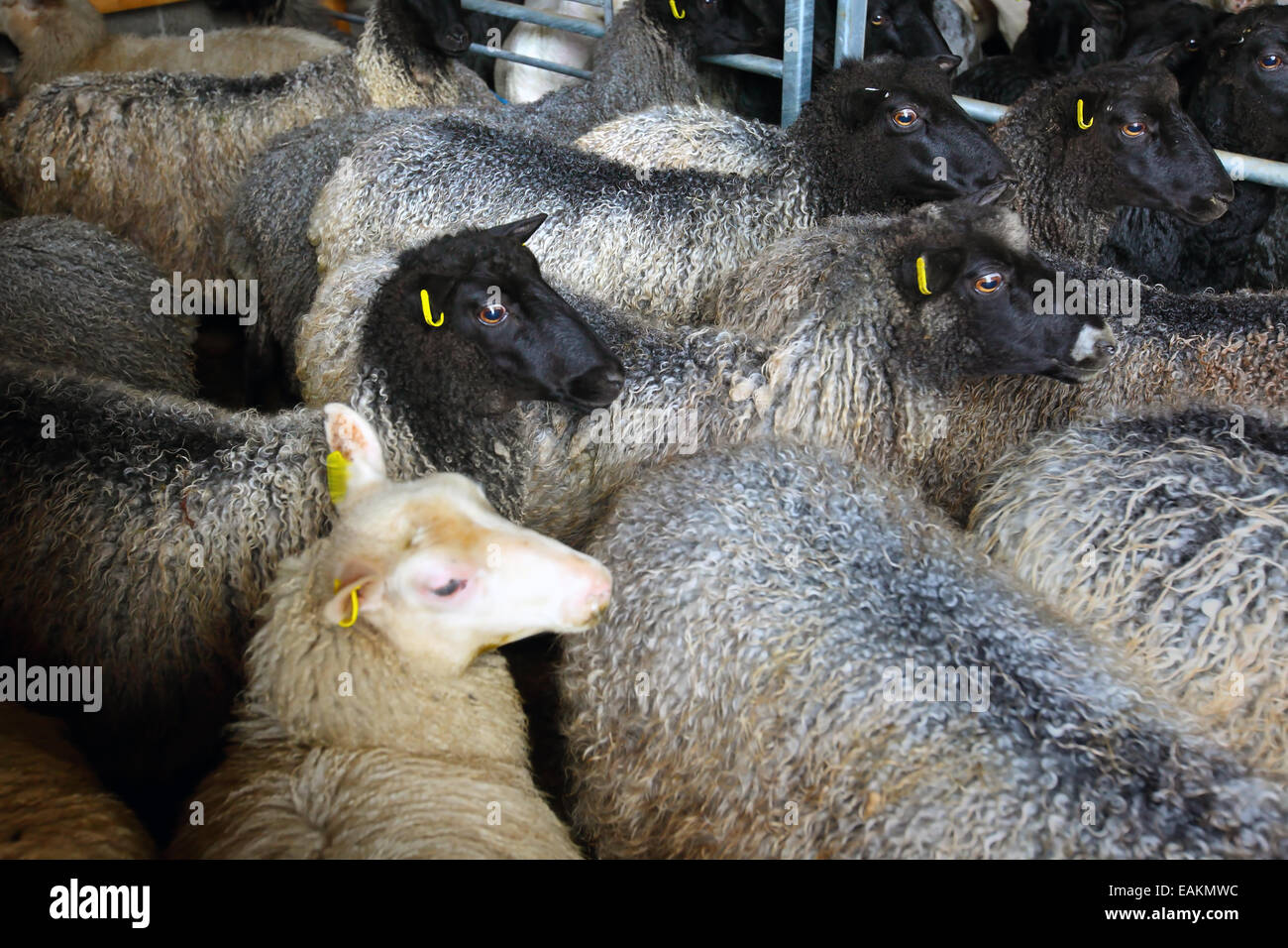 Inside farm shed hi-res stock photography and images - Alamy