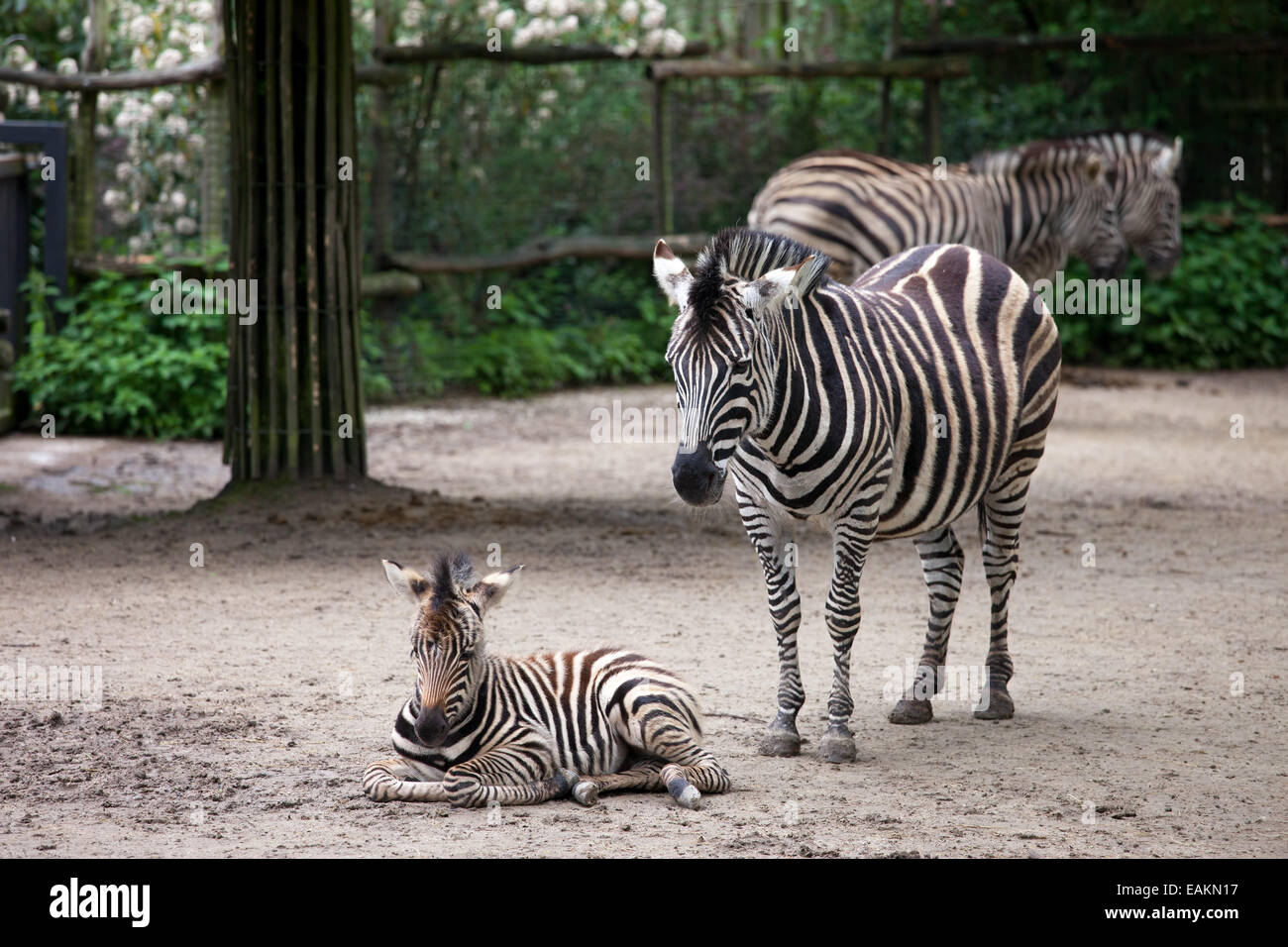 Zebra mother baby hi-res stock photography and images - Alamy