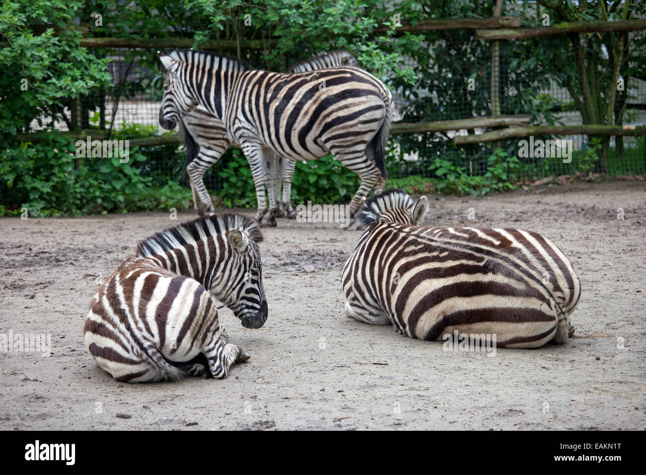Rotterdam Zoo High Resolution Stock Photography and Images - Alamy