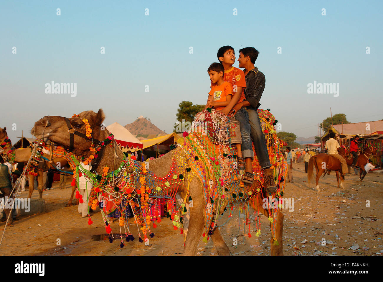 India camel riding hi-res stock photography and images - Alamy