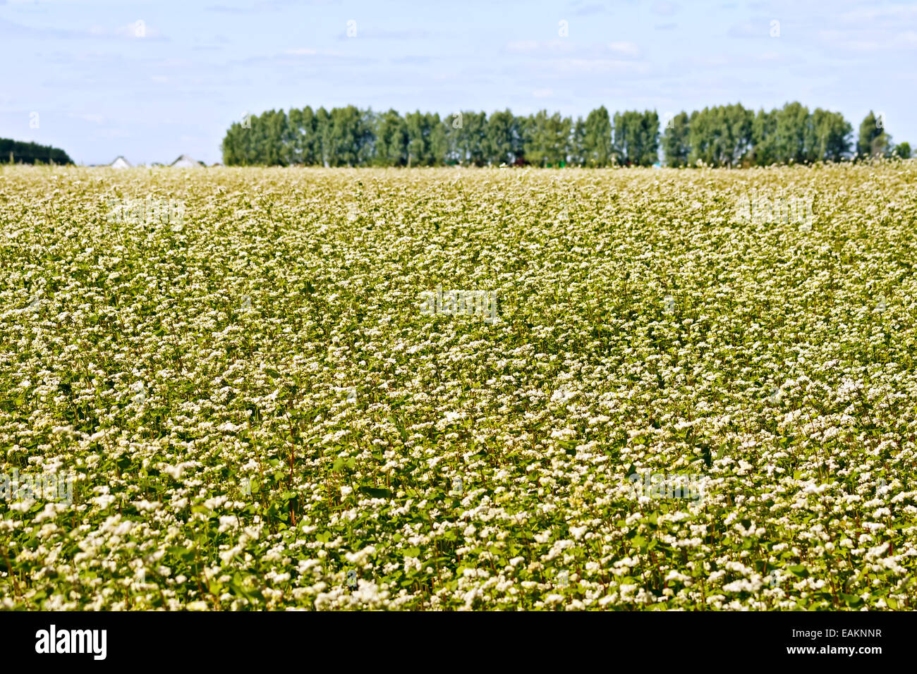 Buckwheat field and trees Stock Photo - Alamy
