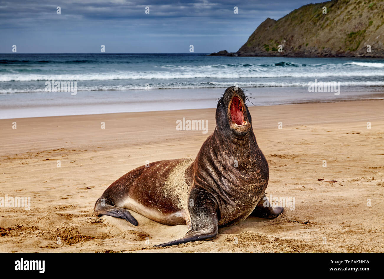 Wild seal on the beach, Cannibal Bay, New Zealand Stock Photo - Alamy