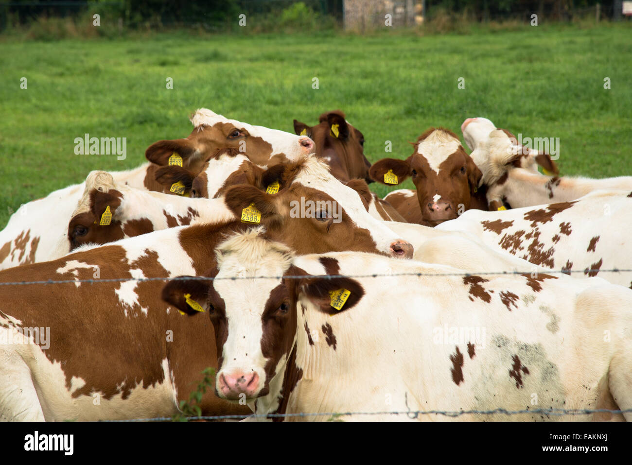 Cows field earmark hi-res stock photography and images - Alamy